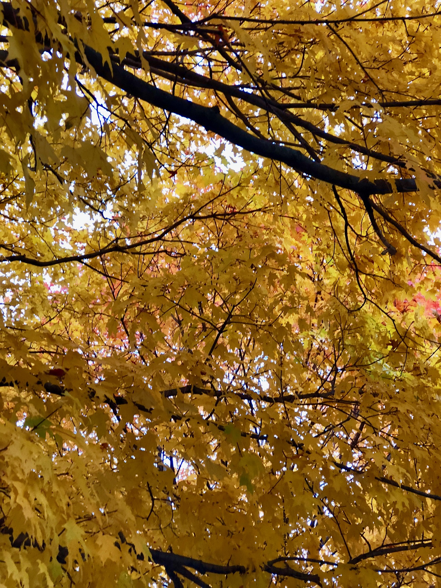 Singing Gold | Premodern Ramblings